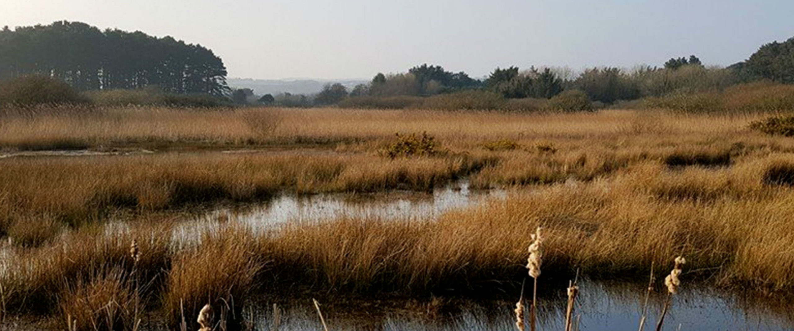 Marazion Marsh Nature Reserve